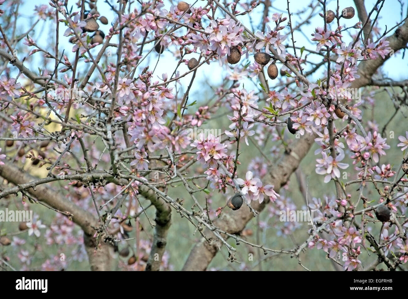 Almond Tree Life Cycle
