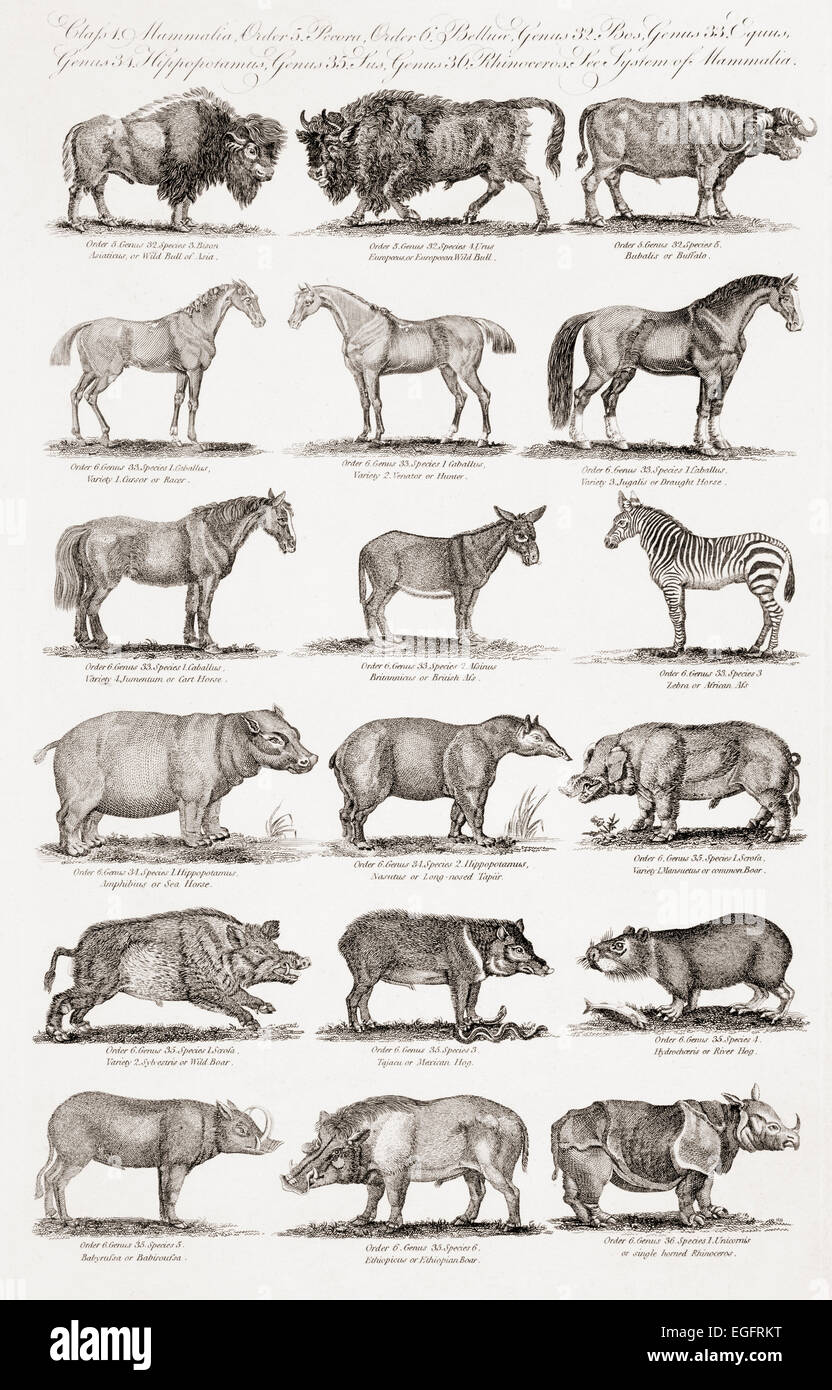 Different types of Quadrupeds, including bulls, horses, boars, hogs and ...