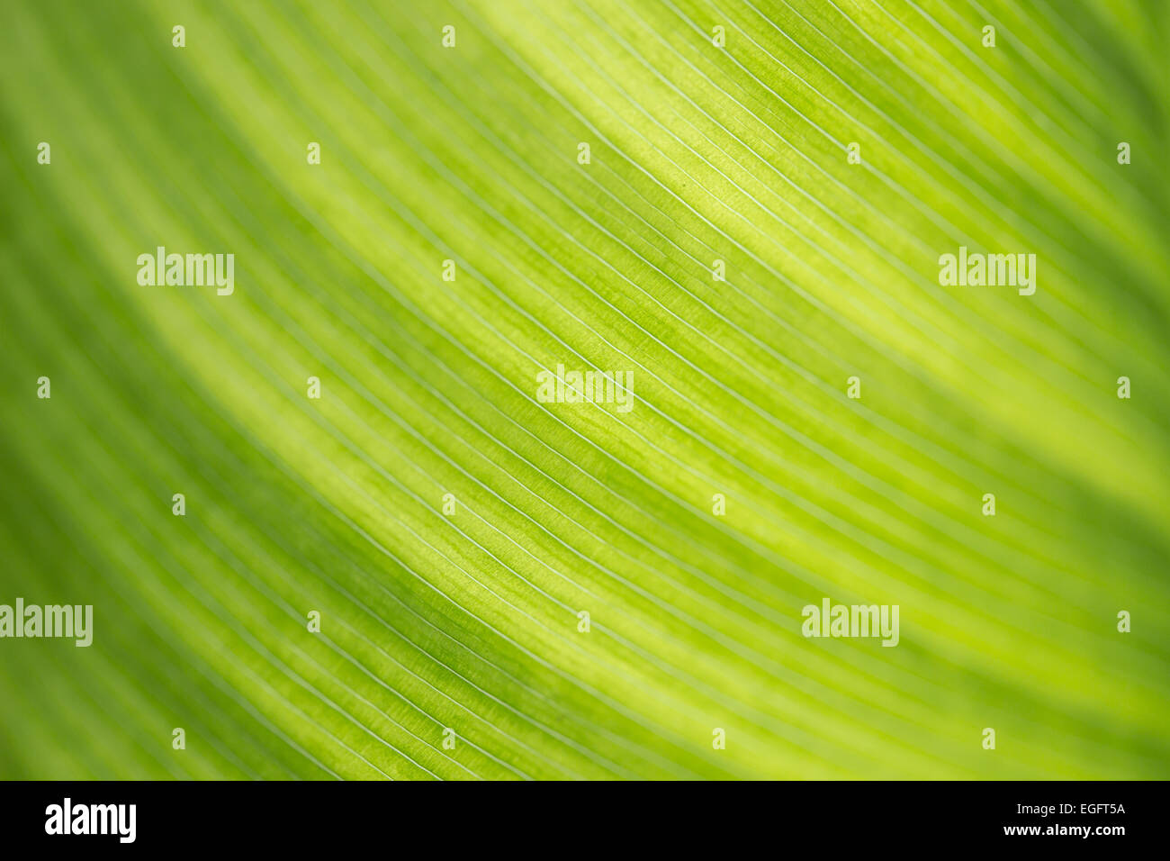 abstract green leaf background Stock Photo - Alamy