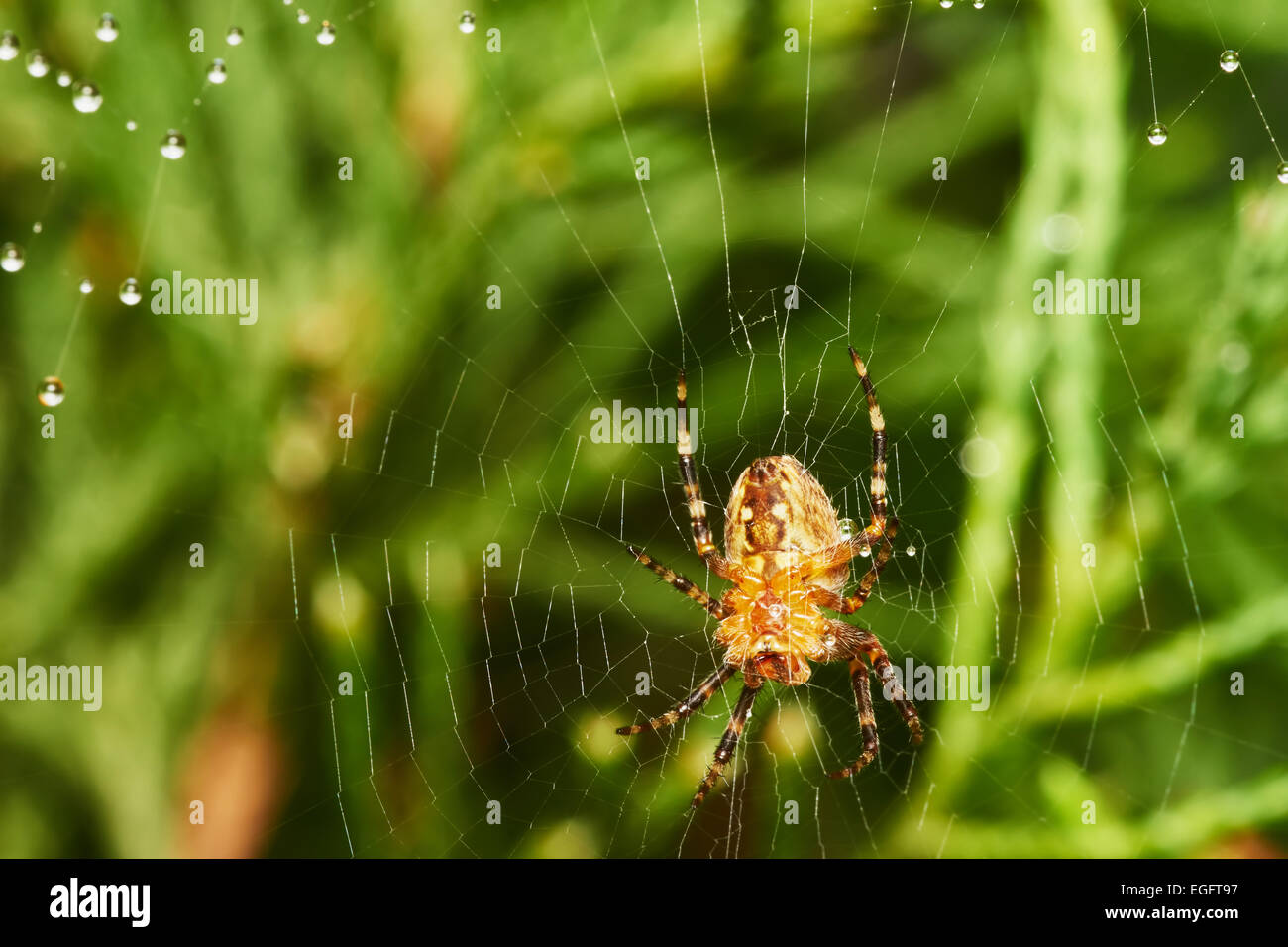 spider with spider web after rain Stock Photo - Alamy