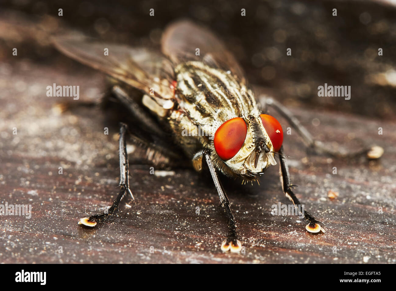 Fly on the table Stock Photo - Alamy