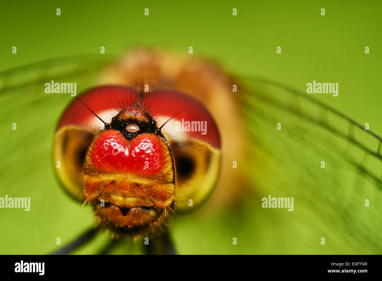 Entomology portrait hi-res stock photography and images - Alamy