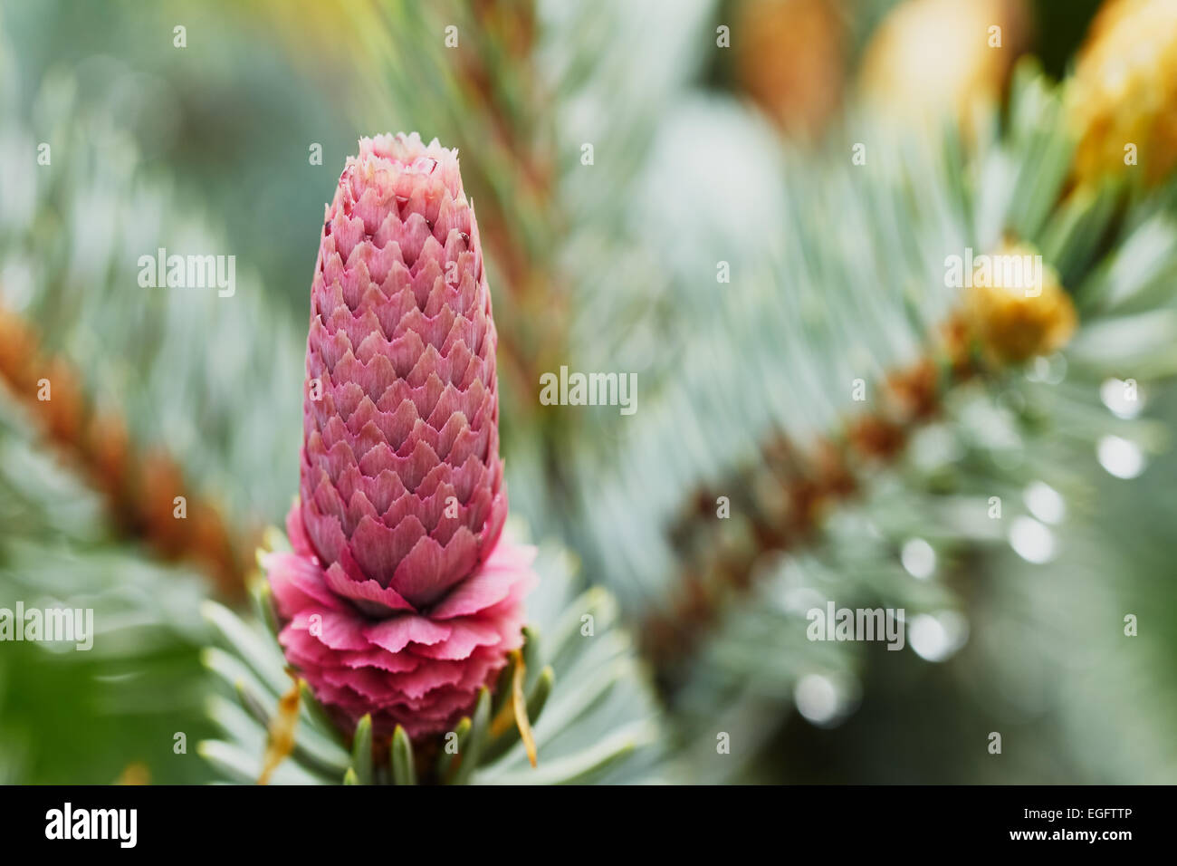 Young fir cone on the tree in the garden Stock Photo - Alamy
