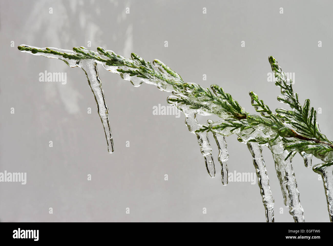 Branch juniper hi-res stock photography and images - Alamy