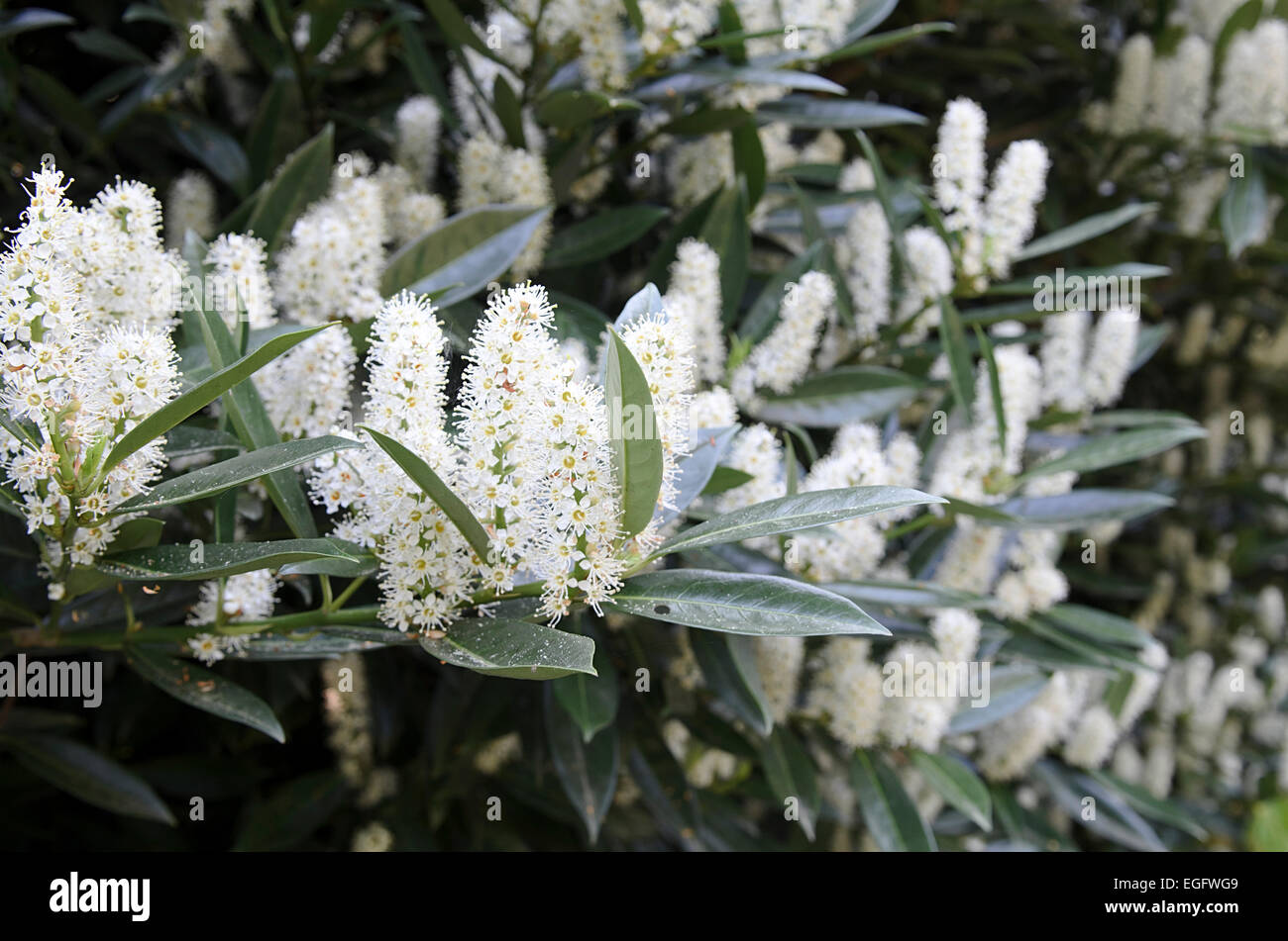 Laurel hedging hi-res stock photography and images - Alamy
