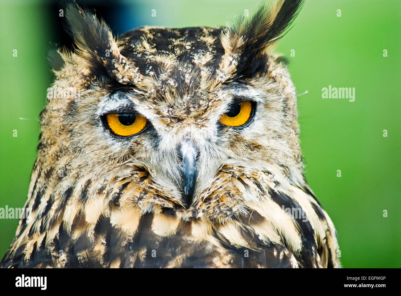 Long eared owls uk hi-res stock photography and images - Alamy