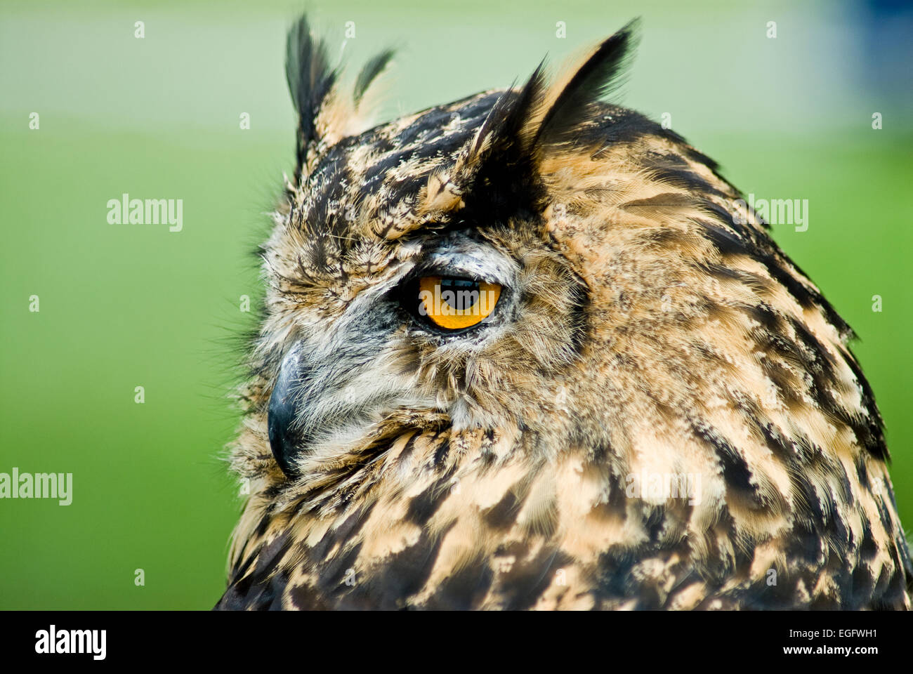 Long eared owl bird british hi-res stock photography and images - Alamy