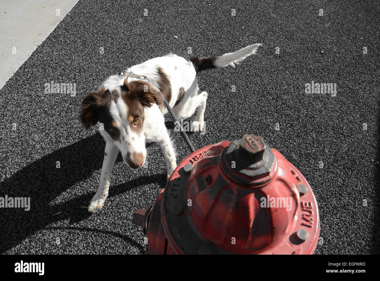 dog meeting hydrant Stock Photo - Alamy