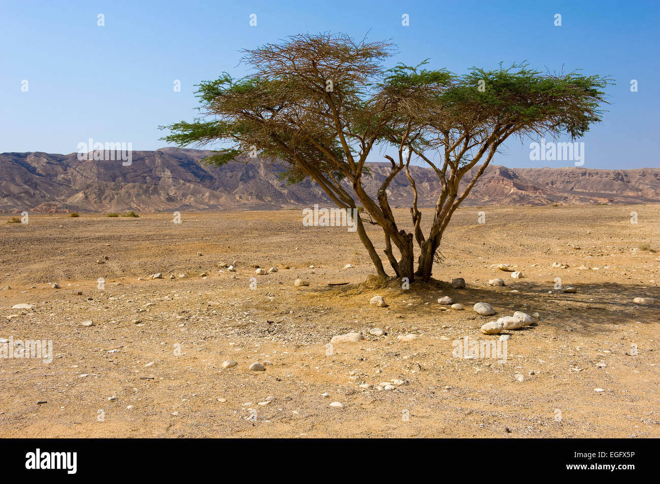 Israel landscape desert tree hi-res stock photography and images - Alamy
