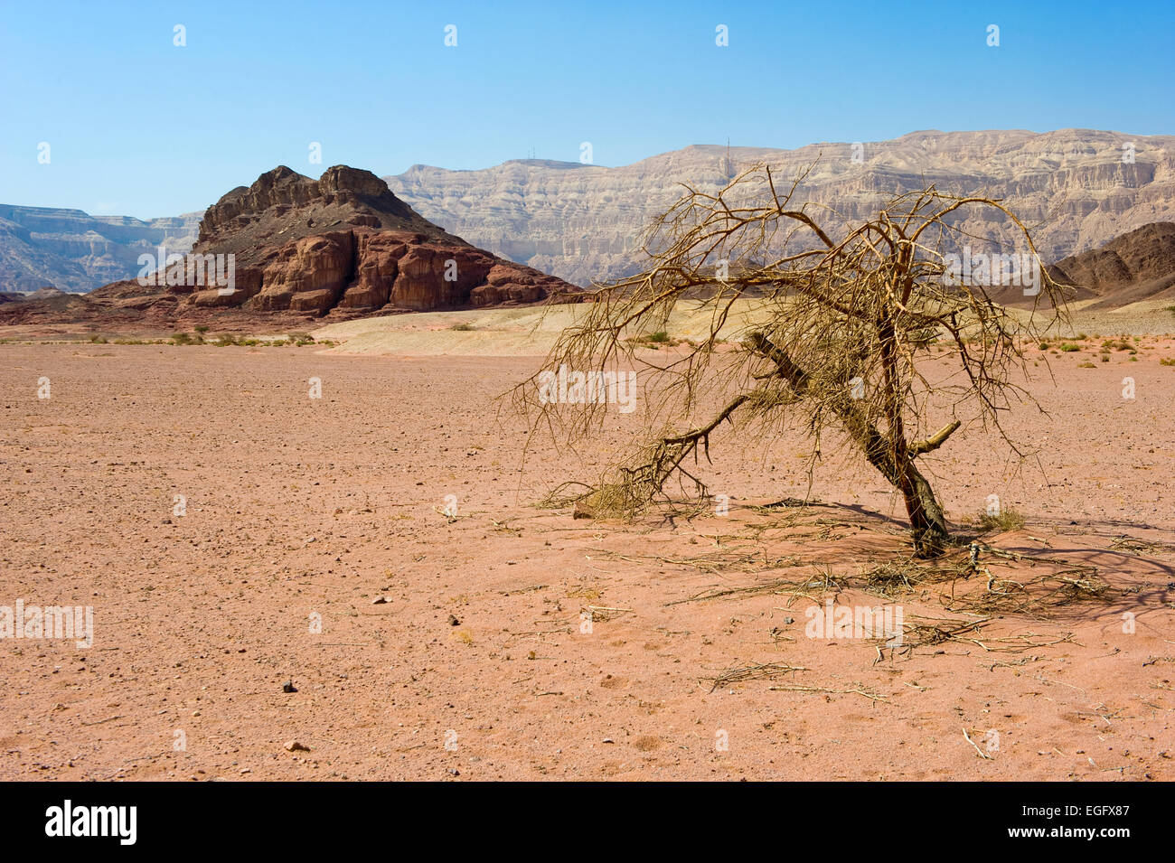 Israel landscape desert tree hi-res stock photography and images - Alamy