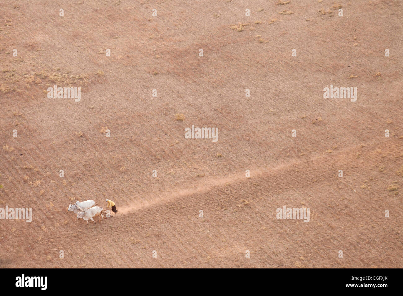 Farmer ploughing field bullocks hi-res stock photography and images - Alamy