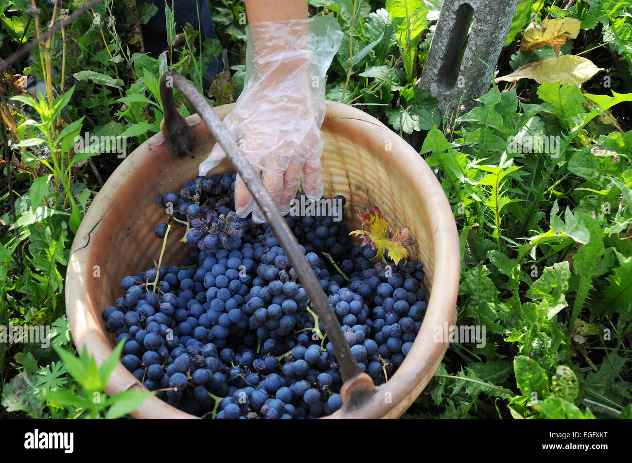 Grapes hands hi-res stock photography and images - Alamy