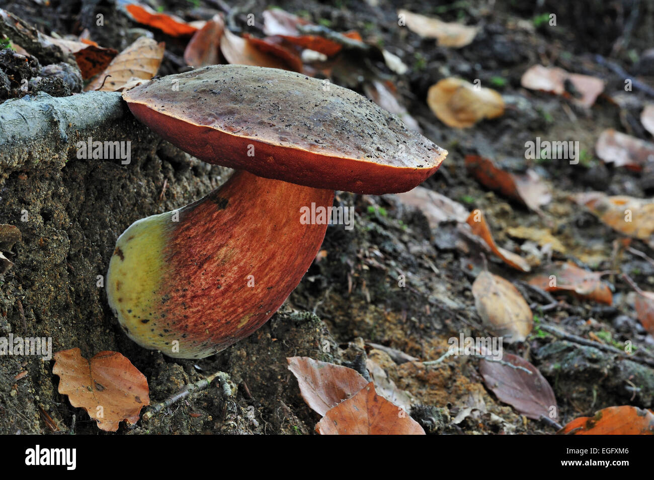 Dotted stem bolete / Scarletina bolete (Boletus luridiformis / Boletus ...
