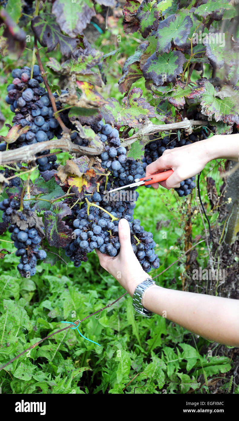 Grapes hands hi-res stock photography and images - Alamy