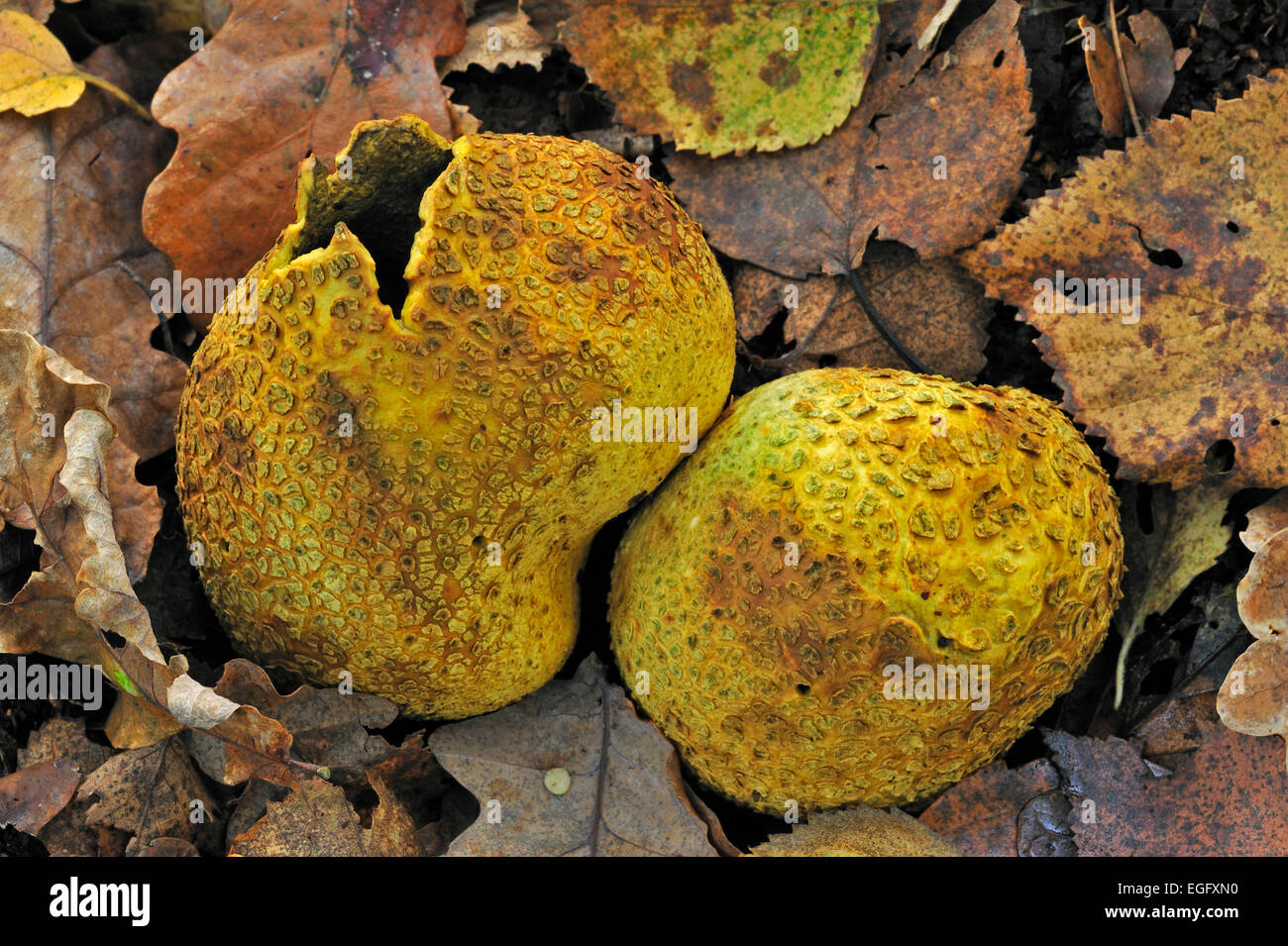 Common earthball fungus / Pigskin poison puffball (Scleroderma citrinum ...