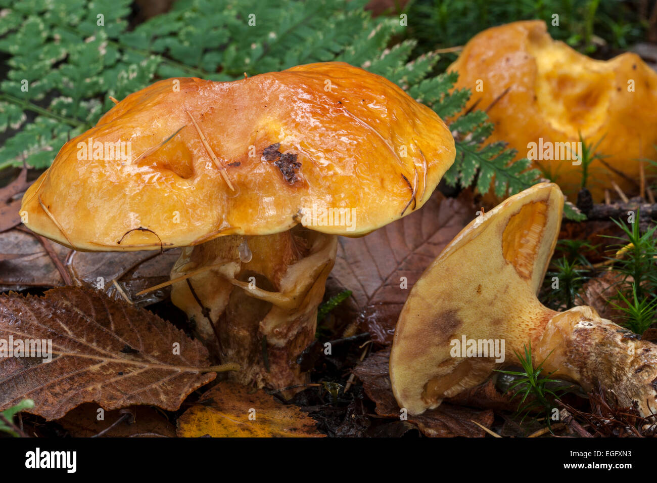 Greville's Bolete / Larch Boletes / Bovine Bolete (Suillus grevillei ...
