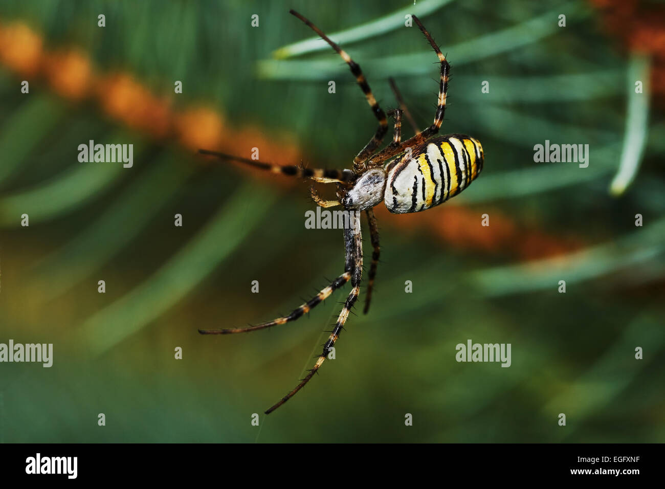 Striped spider hi-res stock photography and images - Alamy