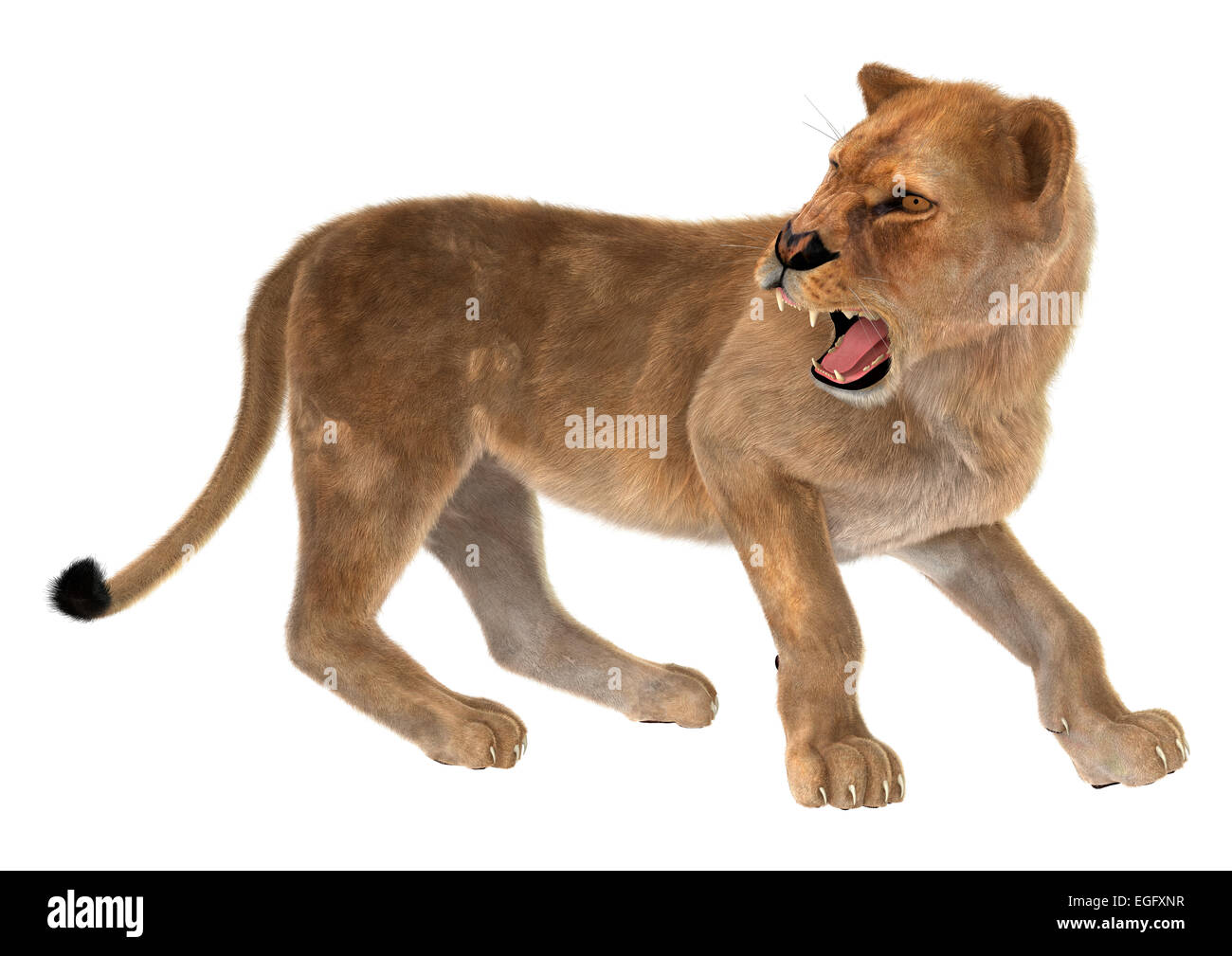 3D digital render of an angry female lion isolated on white background ...