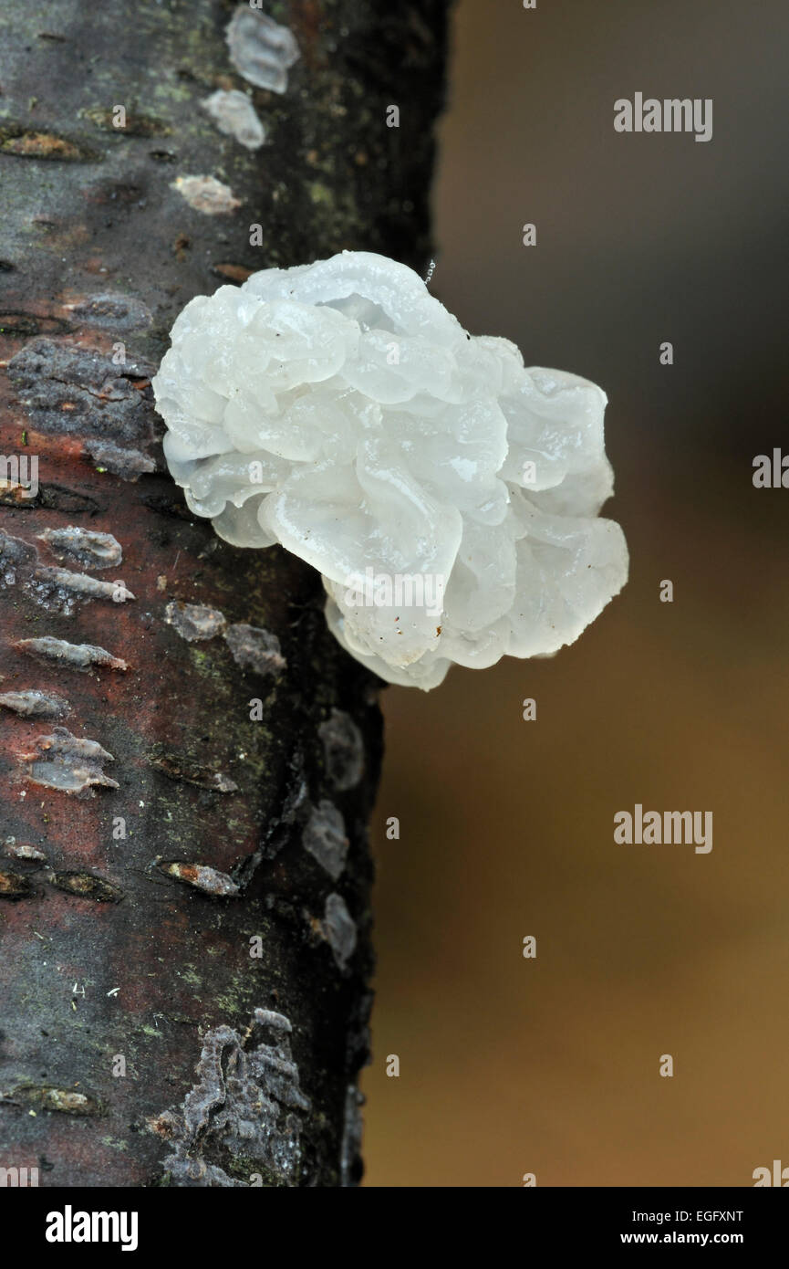 Colourless unpigmented variety of yellow brain / golden jelly fungus ...