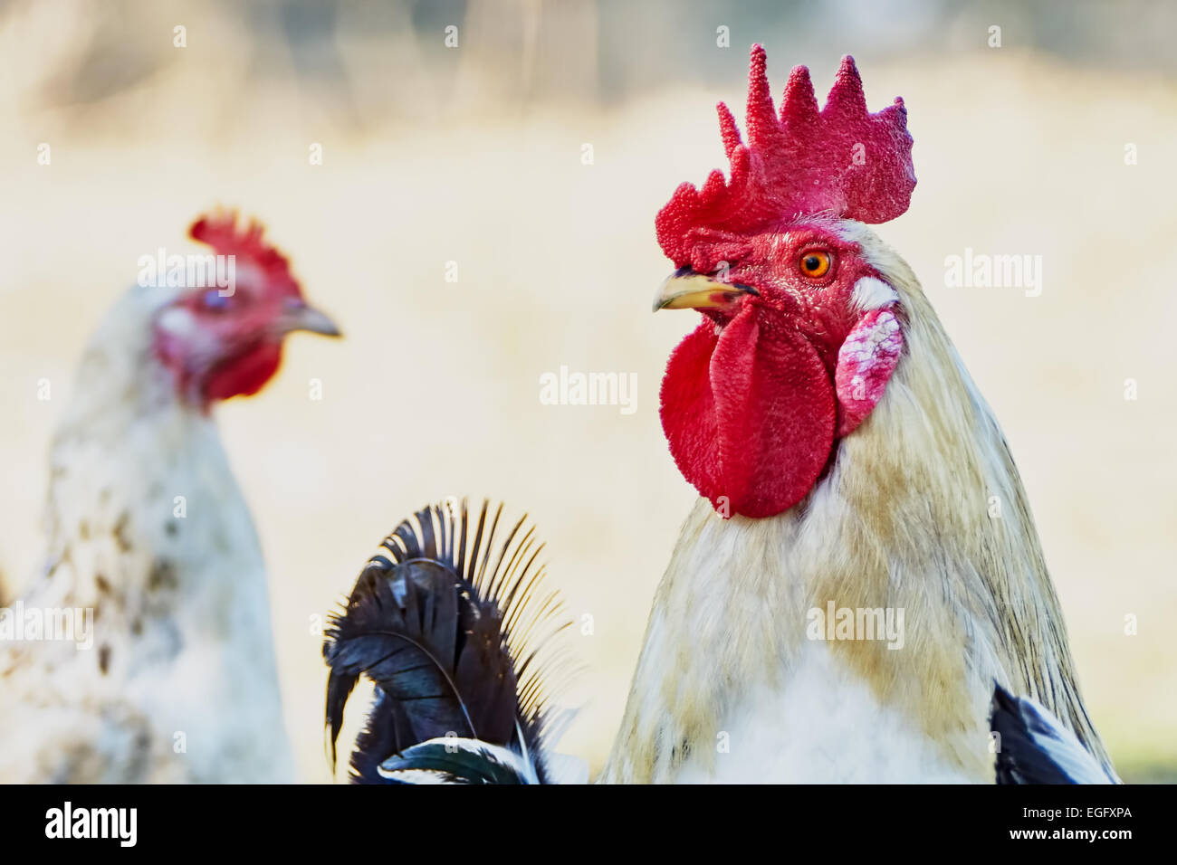 Rooster and hen in a village street Stock Photo - Alamy
