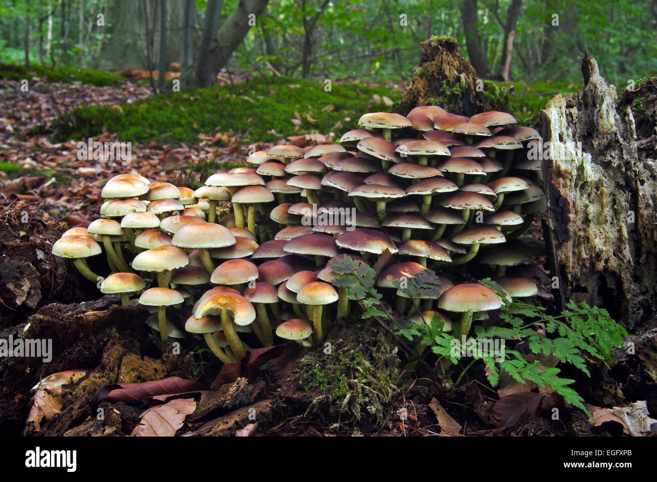 Sulphur tuft fungus / sulfur tuft / clustered woodlover (Hypholoma ...