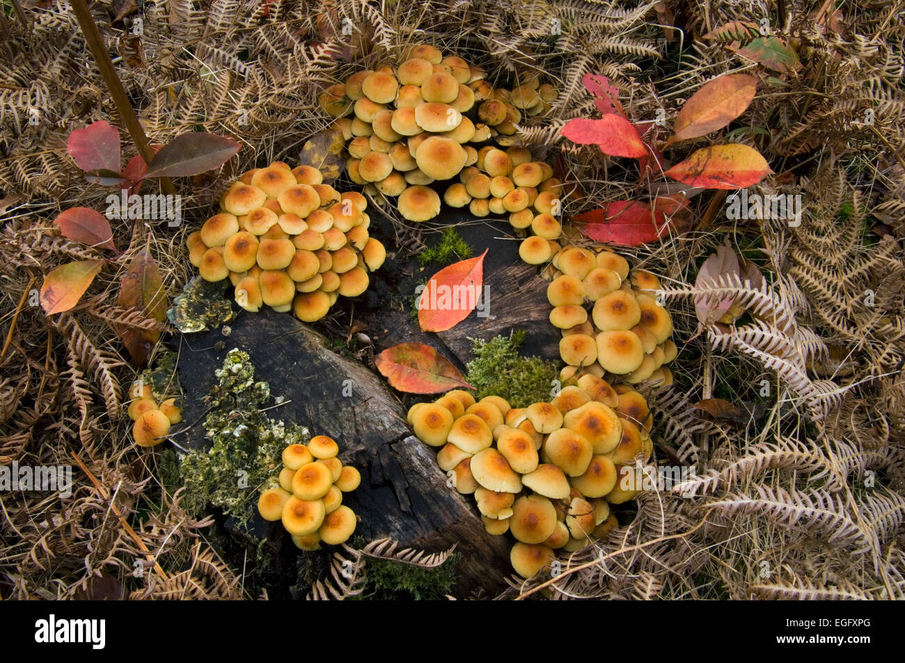 Sulphur tuft fungus / sulfur tuft / clustered woodlover (Hypholoma ...