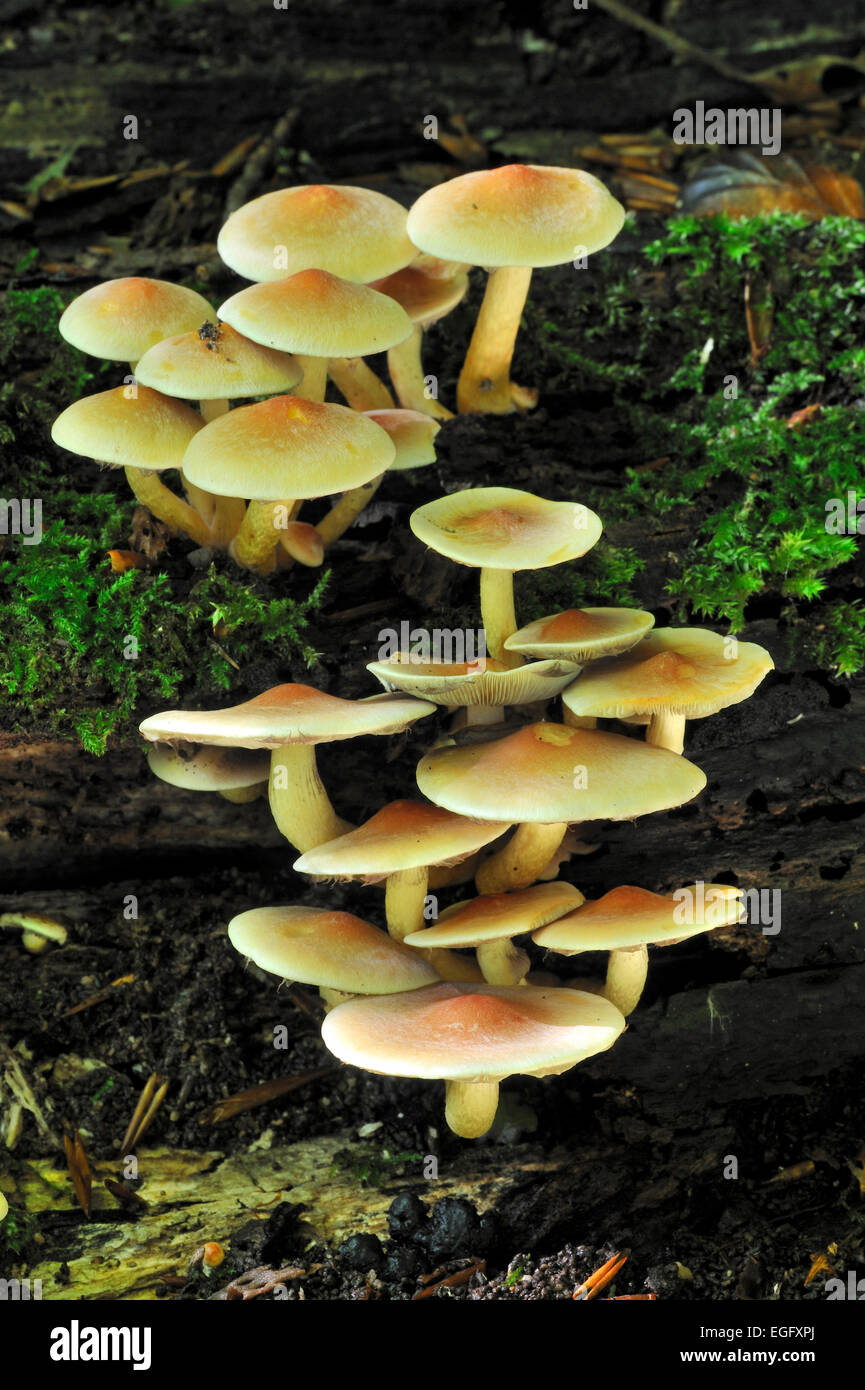 Sulphur tuft fungus / sulfur tuft / clustered woodlover (Hypholoma ...