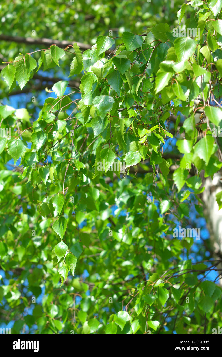 Birch tree at spring hi-res stock photography and images - Alamy