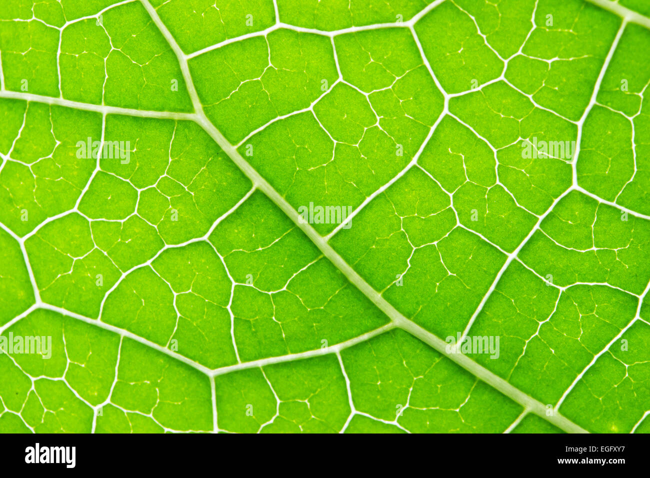 green leaf macro texture background Stock Photo - Alamy
