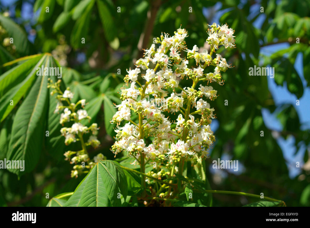 chestnut at spring Stock Photo - Alamy