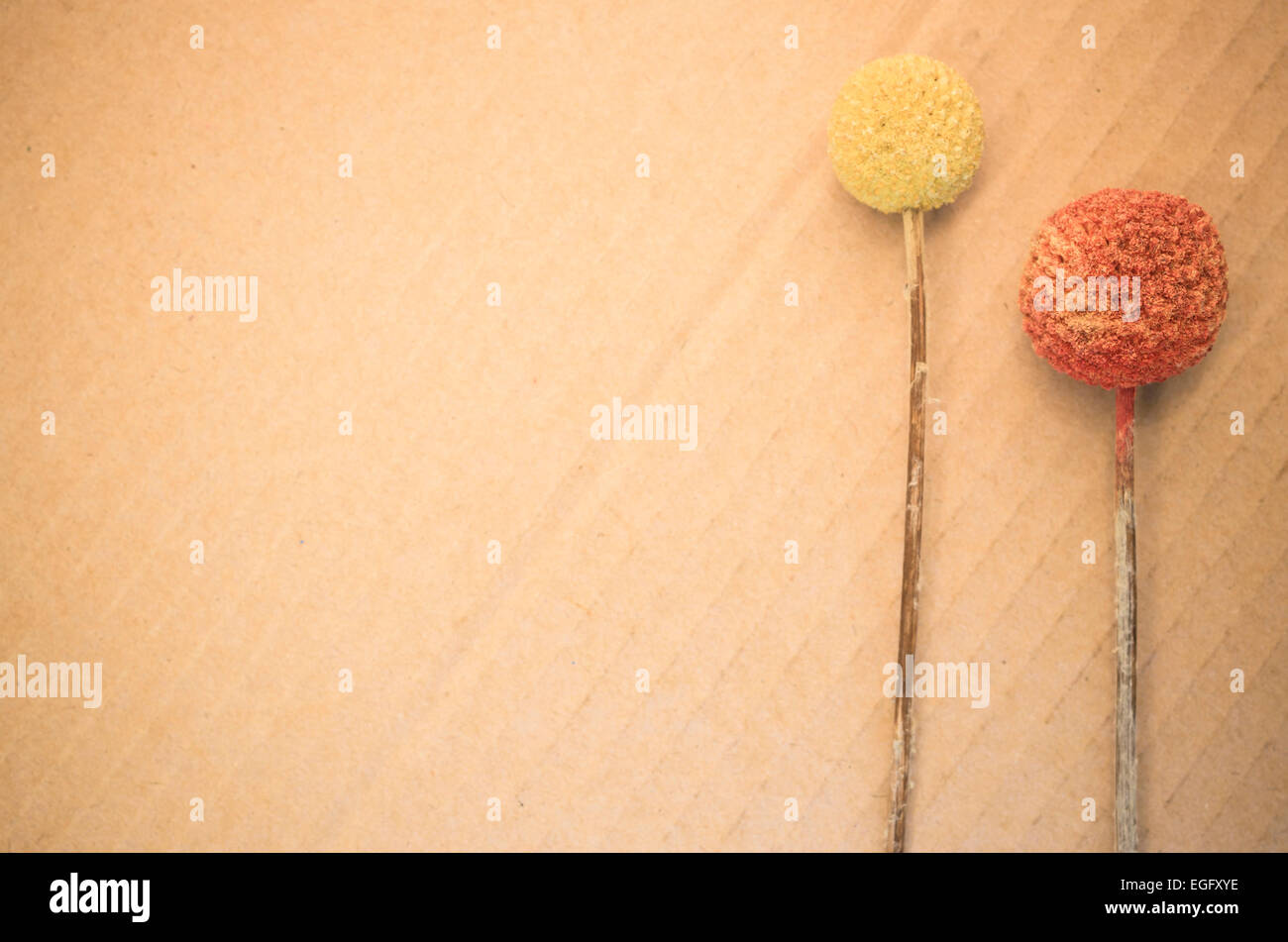 dried billy buttons on a paperboard background - craspedia globosa ...