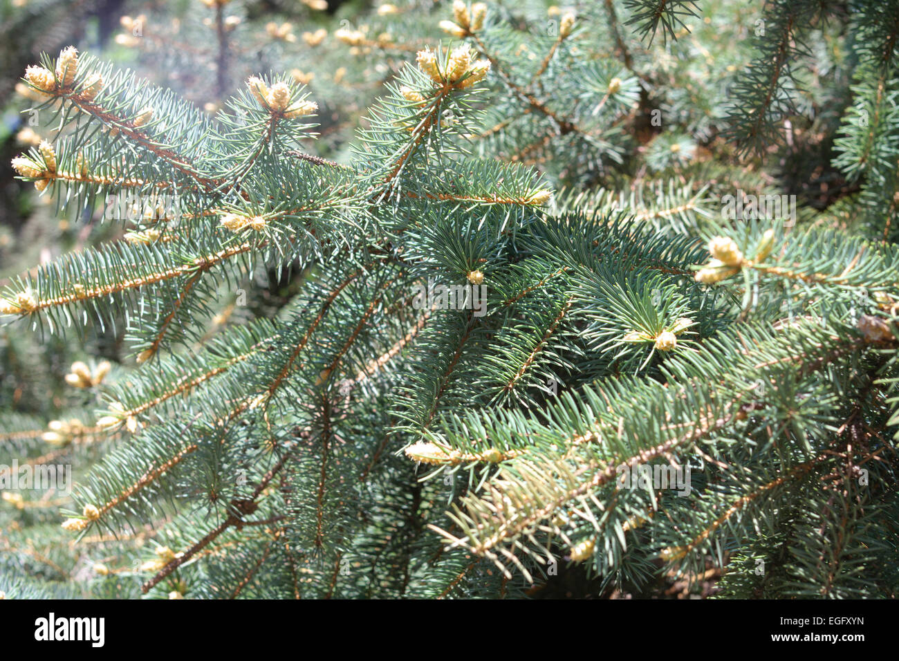 Fir tree crown hi-res stock photography and images - Alamy