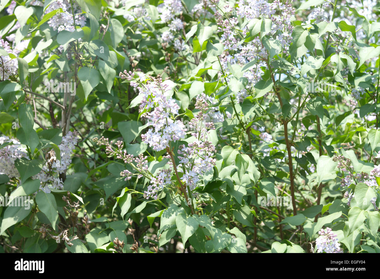 Lilac at Spring Stock Photo - Alamy