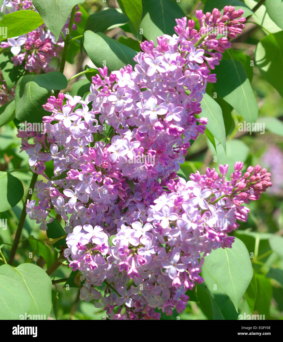 Lilac tree Spring Stock Photo - Alamy