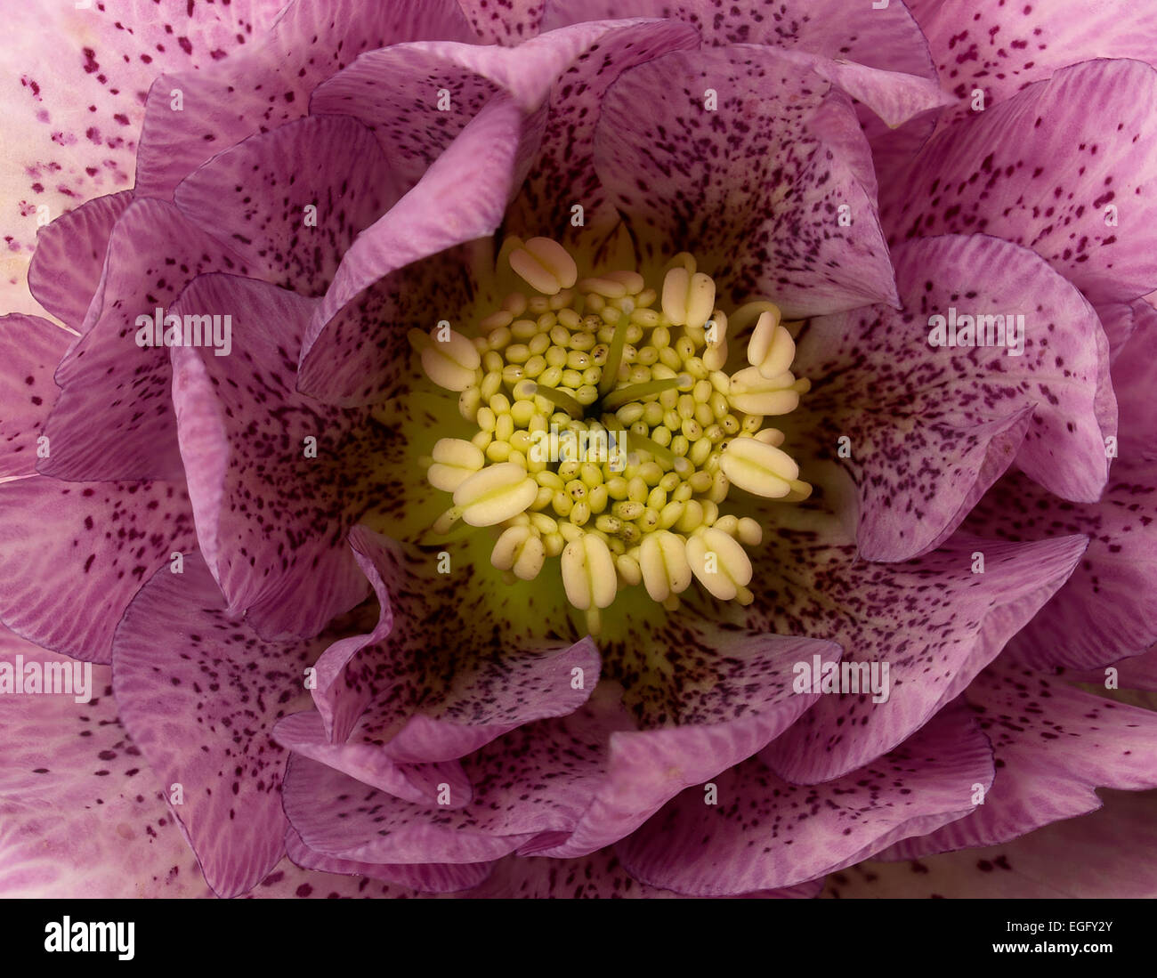 Helleborus flower hi-res stock photography and images - Alamy
