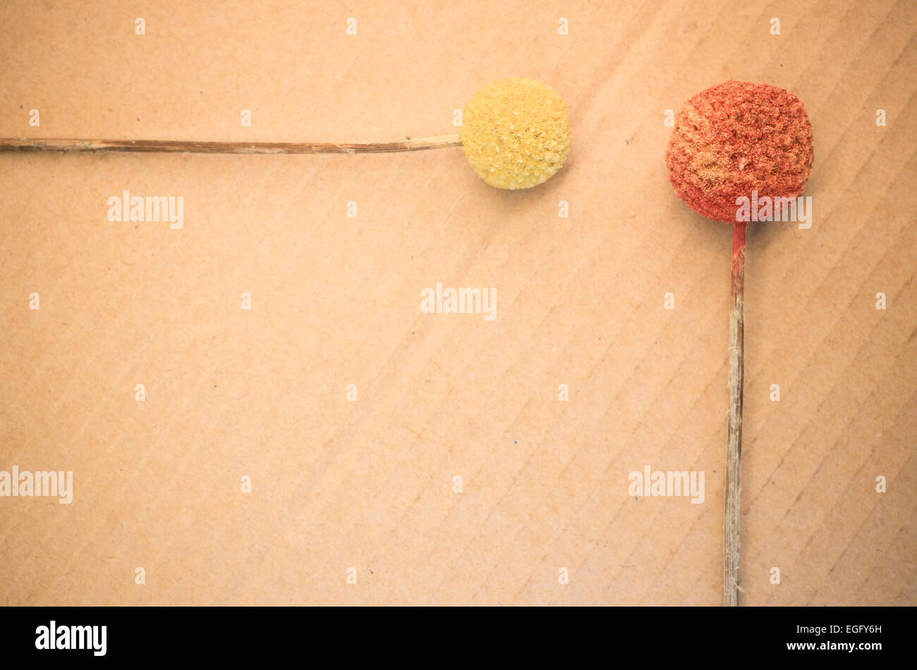 dried billy buttons on a paperboard background - craspedia globosa ...