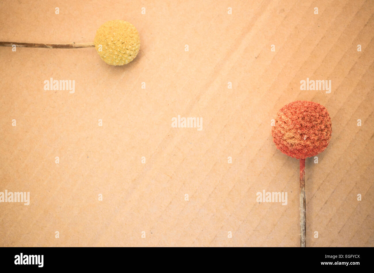dried billy buttons on a paperboard background - craspedia globosa ...
