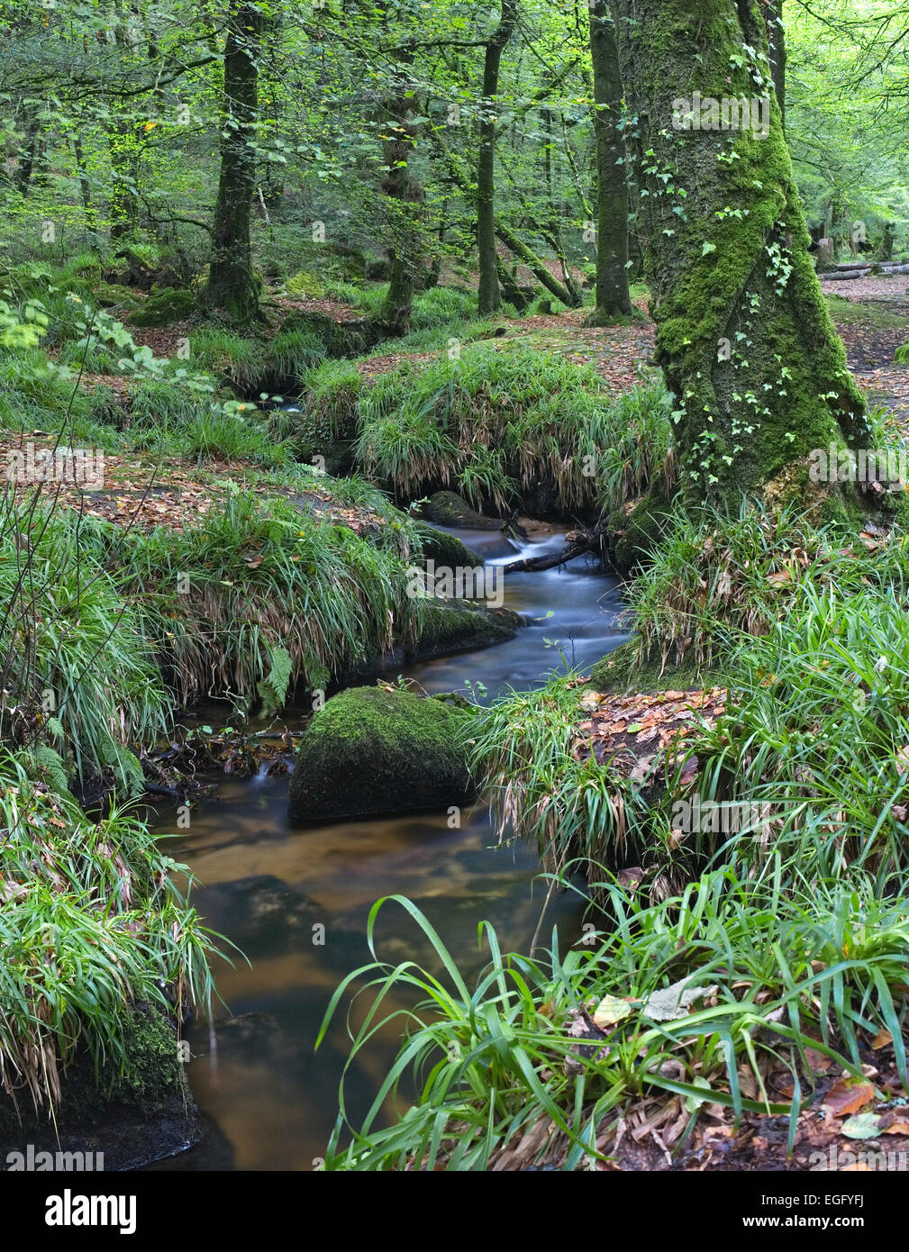 Golitha falls, Bodmin Moor, Cornwall - Woodland stream Stock Photo - Alamy
