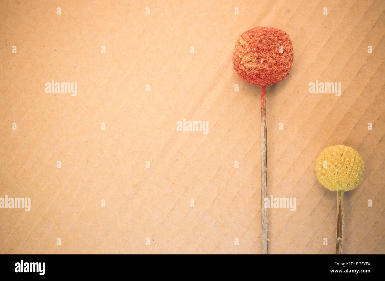 dried billy buttons on a paperboard background - craspedia globosa ...
