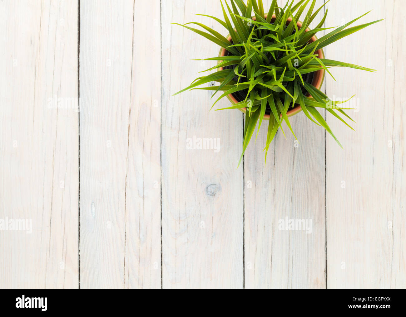 Potted grass flower over wooden table background with copy space Stock ...