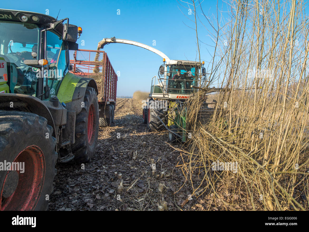 Short rotation plantation hi-res stock photography and images - Alamy