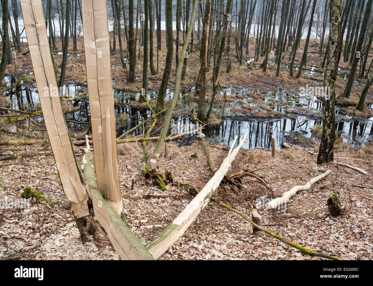Treplin, Germany. 22nd Feb, 2015. Trees that have fallen from beavers ...