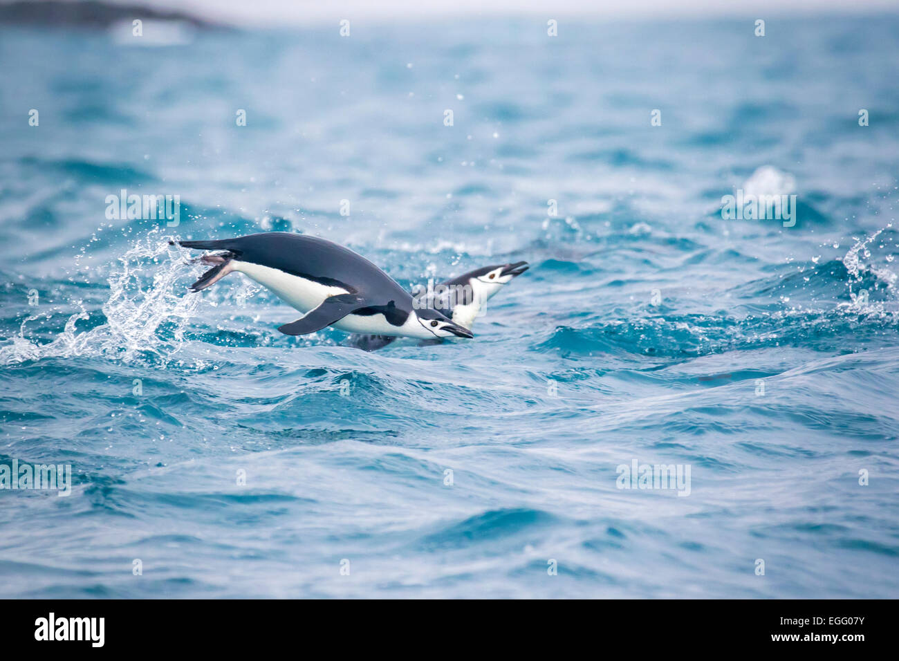 Penguins leaping hi-res stock photography and images - Alamy