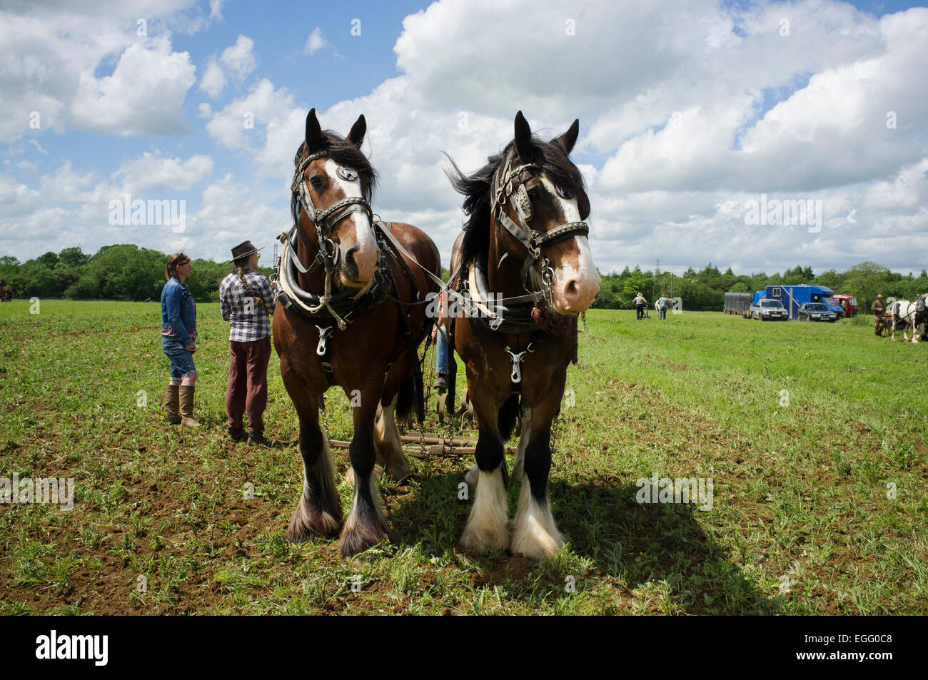 Farmers with working heavy horses displaying their techniques at Abbey ...