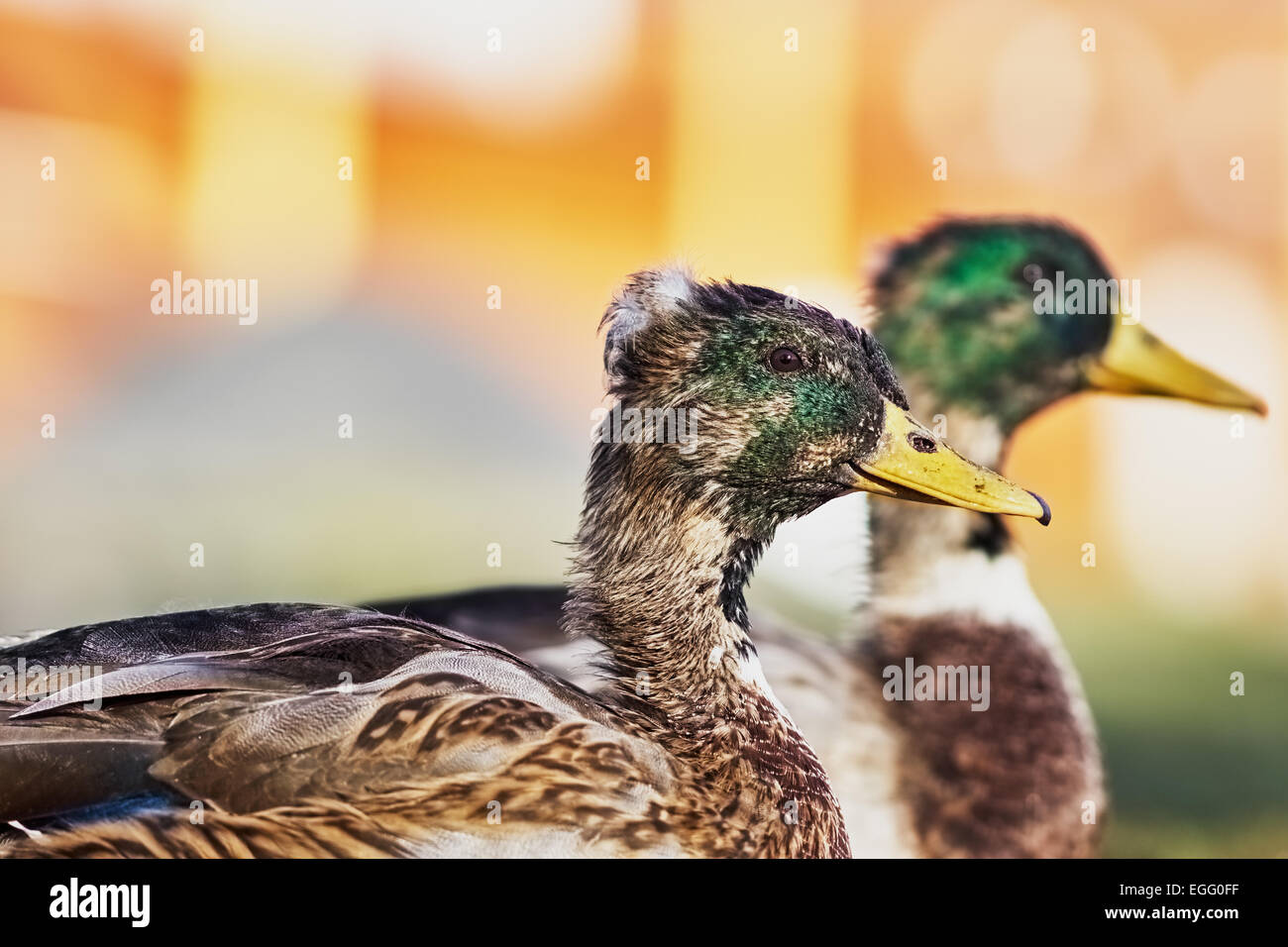 Ducks in the street hi-res stock photography and images - Alamy