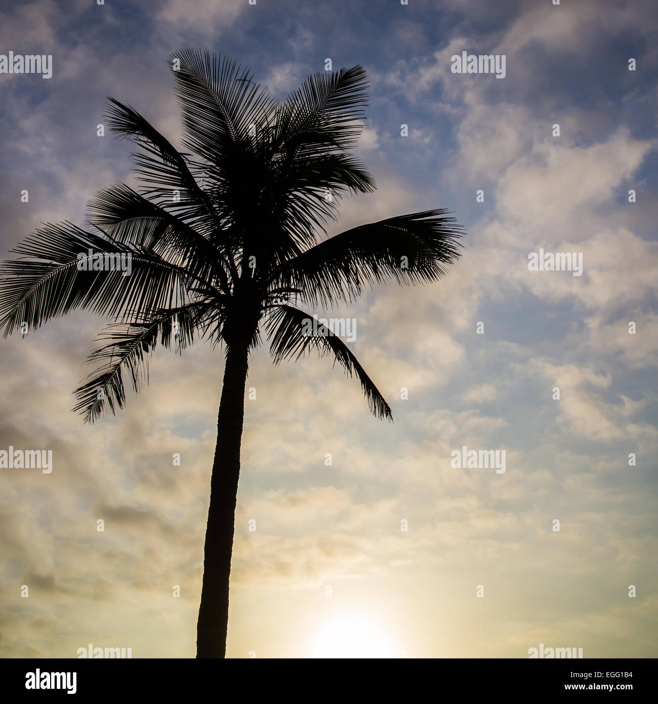 coconut palm tree Stock Photo - Alamy