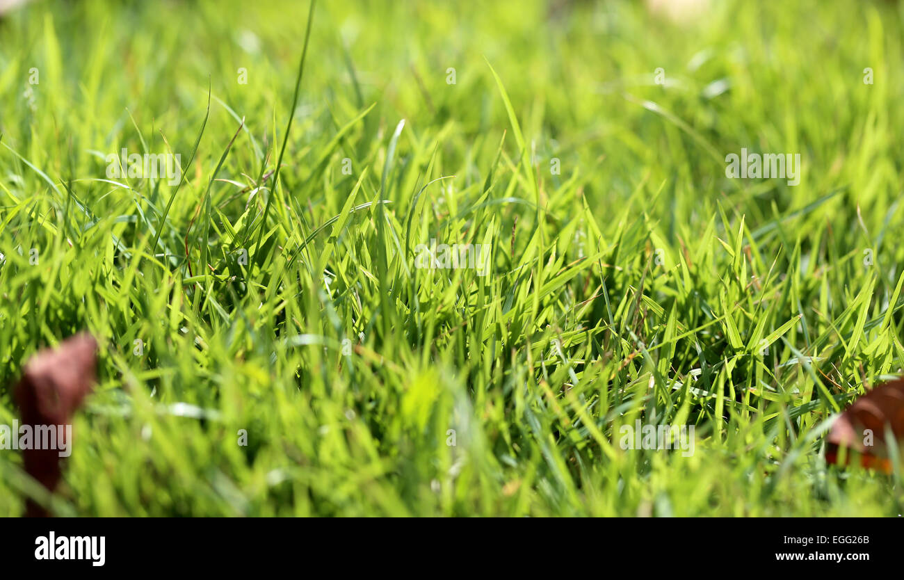 beautiful lawn green grass photographed close up Stock Photo - Alamy