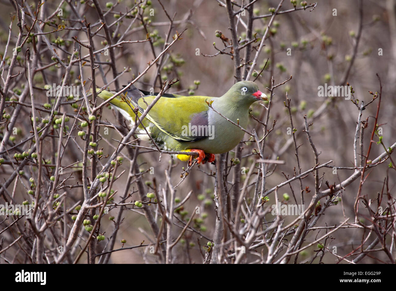 African green pigeon hi-res stock photography and images - Alamy