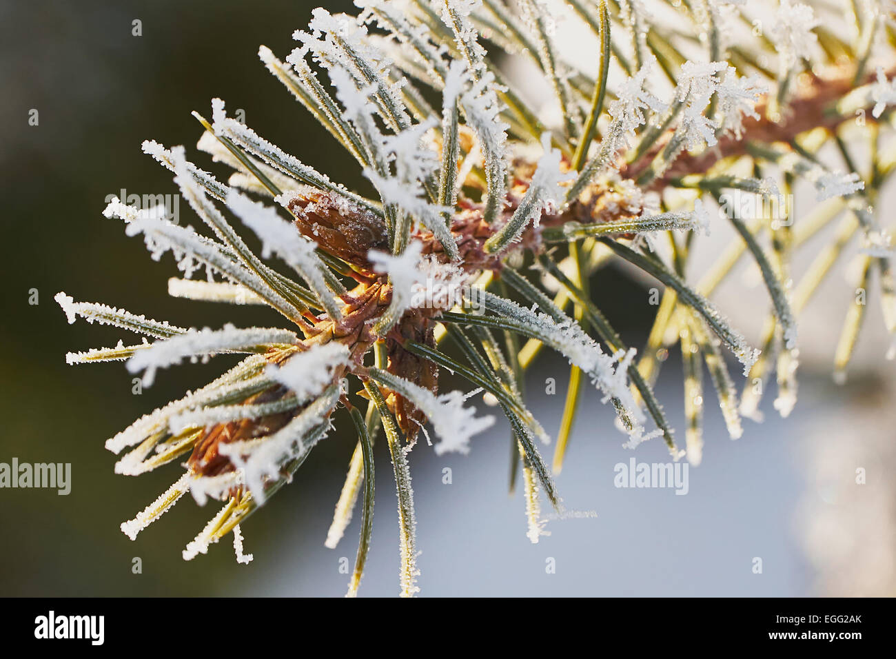 Branch with frost in winter hi-res stock photography and images - Alamy