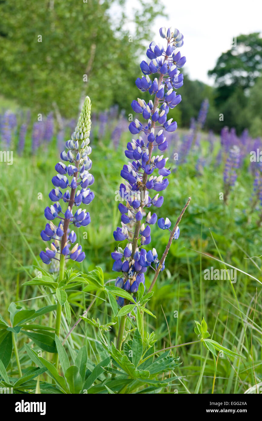Lupinus genus hi-res stock photography and images - Alamy